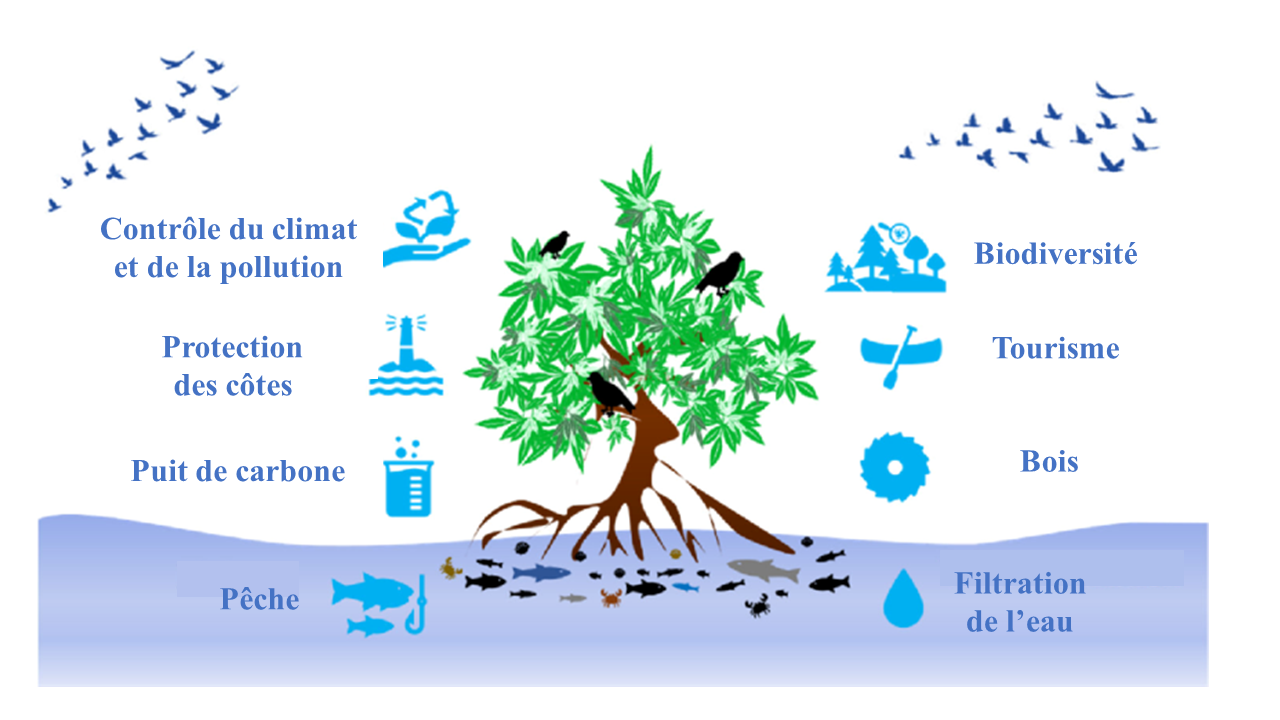 Les mangroves | Planet-Vie
